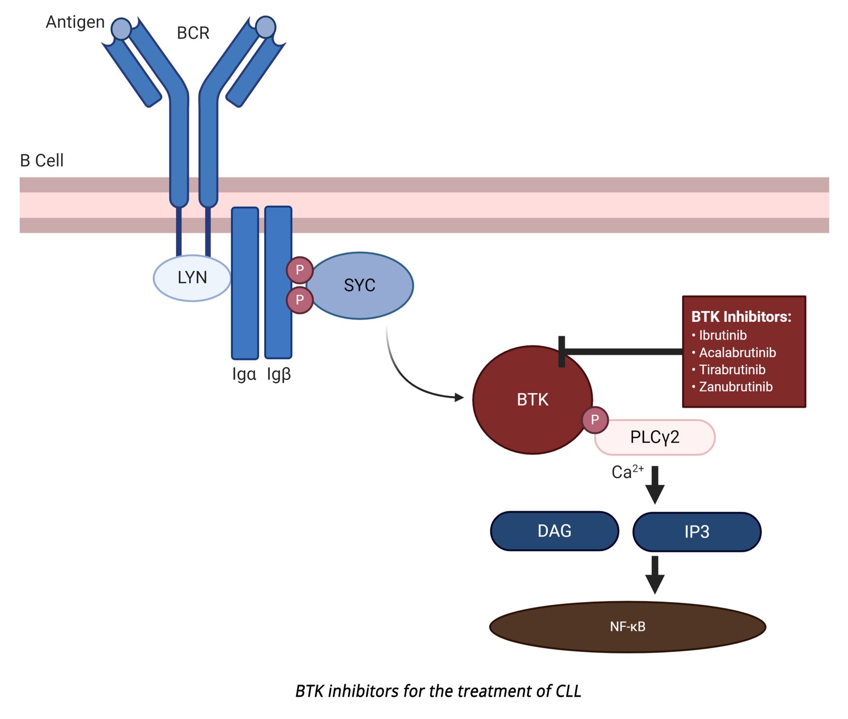 Potentials of BTK Therapies for Chronic Lymphocytic Leukemia