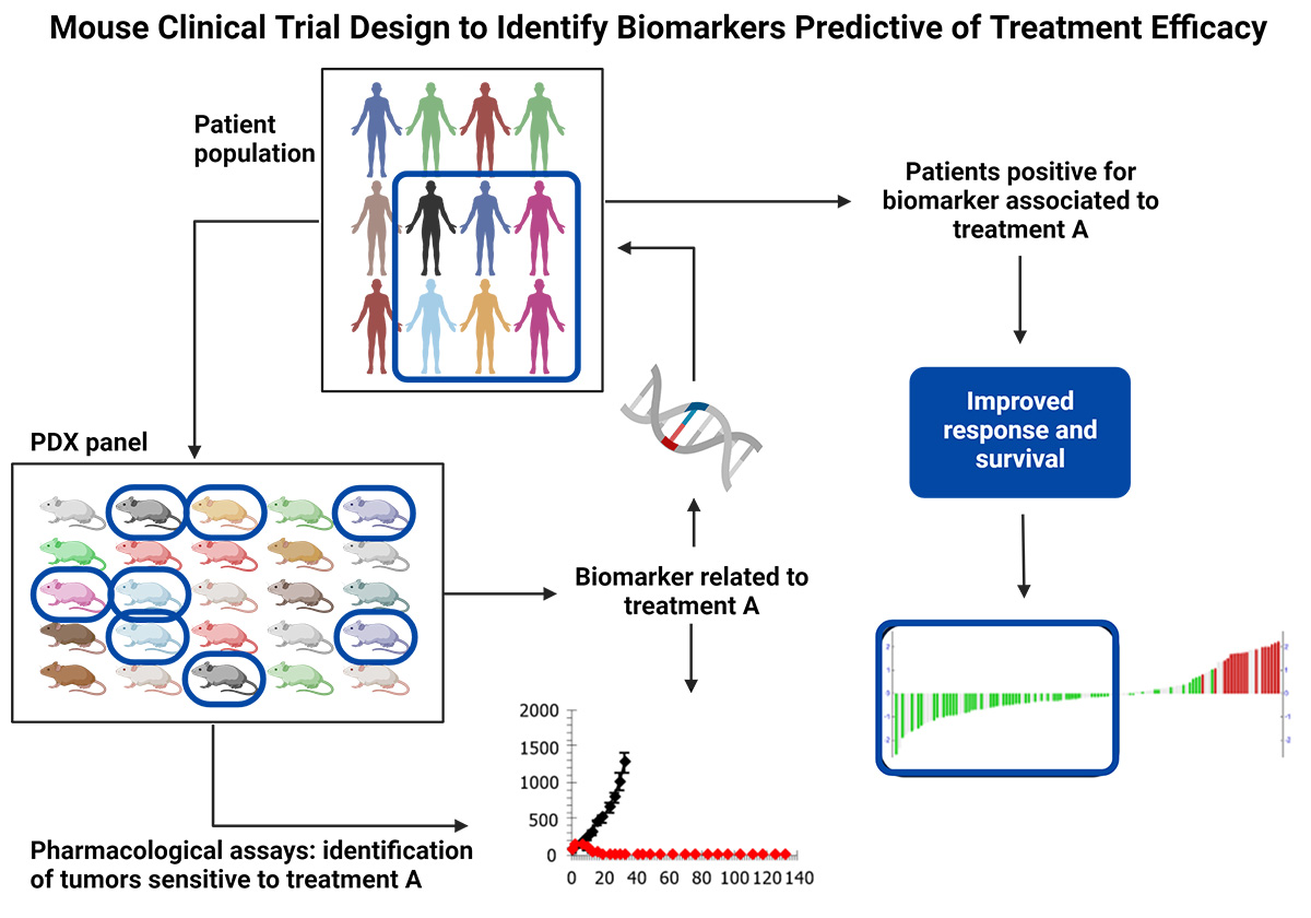 Ultimate Guide: Designing a Mouse Clinical Trial & Data Analysis